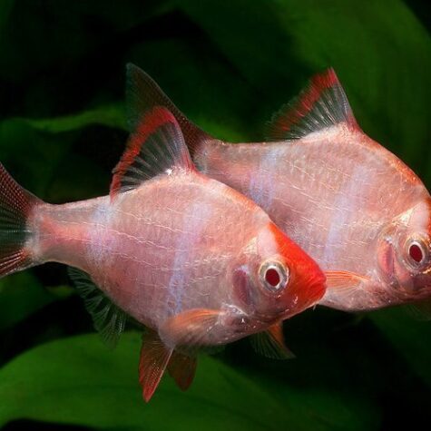 Black Ruby Barb Tropical Fish | Arizona Aquatic Gardens