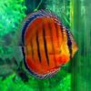 Alenquer Red Discus Fish for sale AzGardens.com