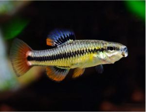 Algae Eating Bluefin Killifish Male | Arizona Aquatic Gardens
