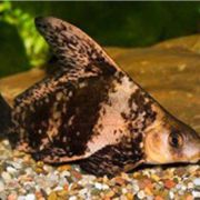 Algae Eating Fish for Aquariums & Ponds for Sale at AzGardens.com