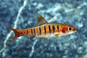 African Banded Barb Tropical Fish Barbus fasciolatus for sale