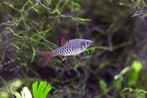 Checkered Barb Tropical FishBarbus oligolepis Barbus oligolepis
