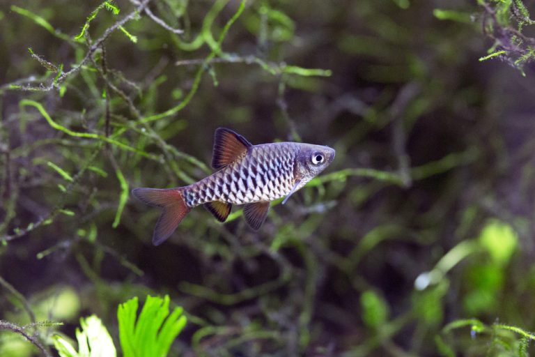 Checkered Barb Tropical FishBarbus oligolepis Barbus oligolepis