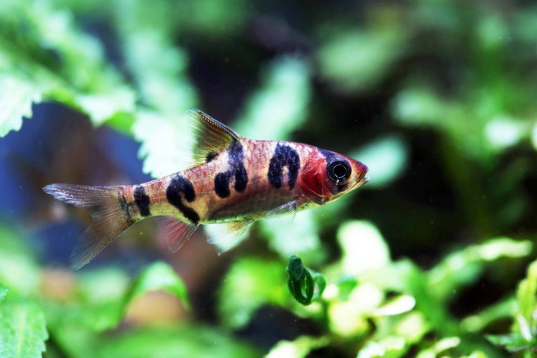 Barb Fish - Rhombo Snakeskin Barb Tropical Fish - Arizona Aquatic Gardens