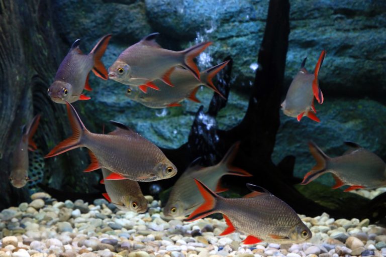 Red Tail Tinfoil Barb Tropical Fish | Arizona Aquatic Gardens