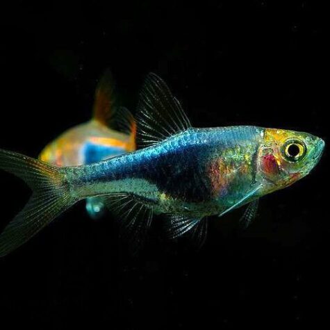 Galaxy Rasbora | Arizona Aquatic Gardens