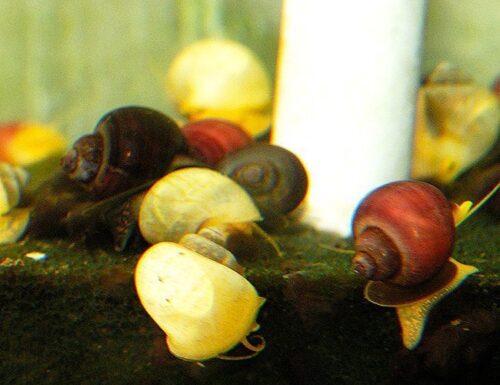 Bush Grazer Assortment Pack Aquatic Pond Snail | AzGardens.com