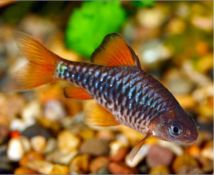 Checkered Barb Tropical FishBarbus oligolepis Barbus oligolepis
