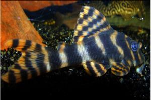 Clown Pleco Algae Fish L-103 | Arizona Aquatic Gardens