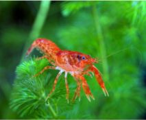 Dwarf Mexican Orange Crayfish for sale at AzGardens.com