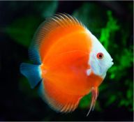 White Face Marlboro Fuji Red Discus for sale at azgardens.com
