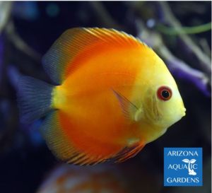 White Face Marlboro Fuji Red Discus for sale at azgardens.com