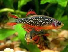 Galaxy Rasbora Galaxy Rasbora or Celestial Pearl Danio AzGardens.com