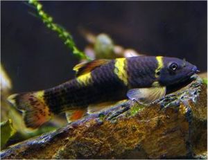 Garra Flavatra Panda Algae Eater | Arizona Aquatic Gardens