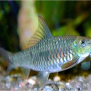 Algae Eating Fish for Aquariums & Ponds for Sale at AzGardens.com