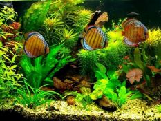 Discus Aquarium Plant Habitat - Arizona Aquatic Gardens