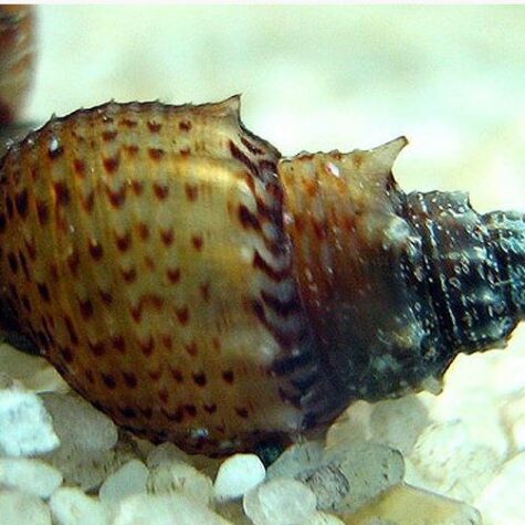 Algae Eating Olive Nerite Snail SUPER SIZE | Arizona Aquatic Gardens