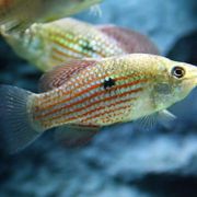 Algae Eating Fish for Aquariums & Ponds for Sale at AzGardens.com