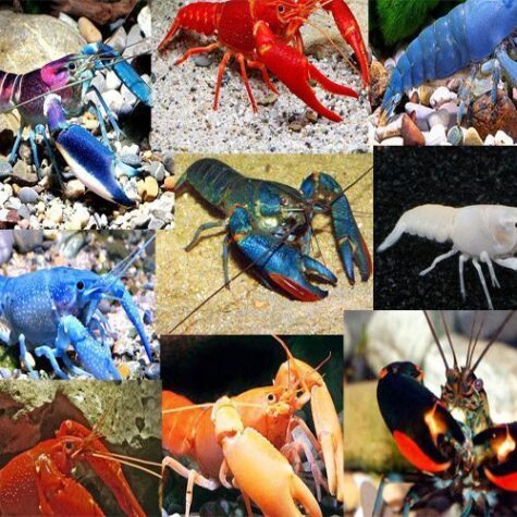 Australian Blue Yabbie Freshwater Lobster | Arizona Aquatic Gardens