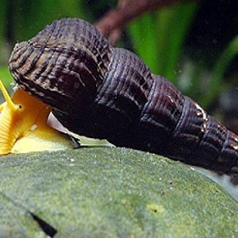 Algae Eating Olive Nerite Snail SUPER SIZE | Arizona Aquatic Gardens