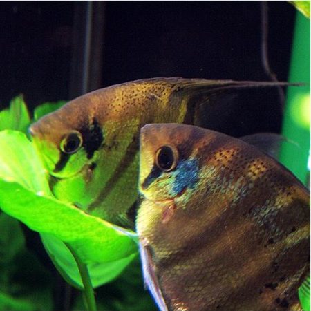 Freshwater Angelfish - Pterophyllum Leopoldi Angelfish Peru Altum Red ...