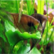 Freshwater Angelfish - Pterophyllum Leopoldi Angelfish Peru Altum Red ...