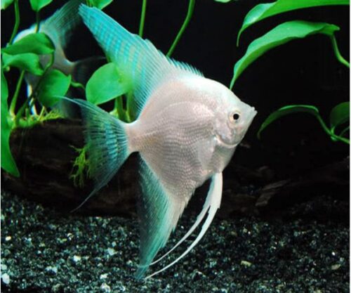 Freshwater Angelfish - Pterophyllum Scalare Platinum Blue Angelfish ...