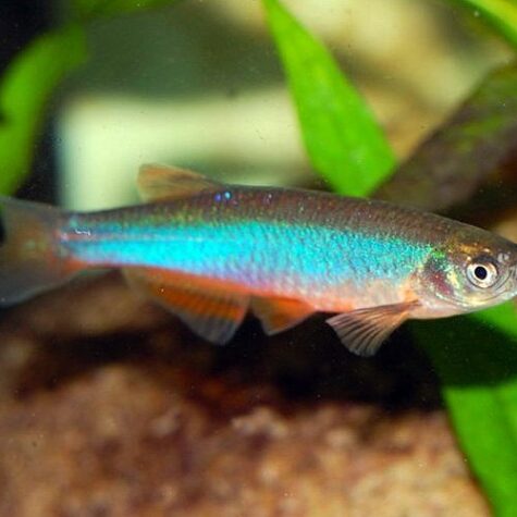 Galaxy Rasbora | Arizona Aquatic Gardens