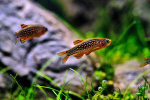 Galaxy Rasbora Galaxy Rasbora or Celestial Pearl Danio AzGardens.com