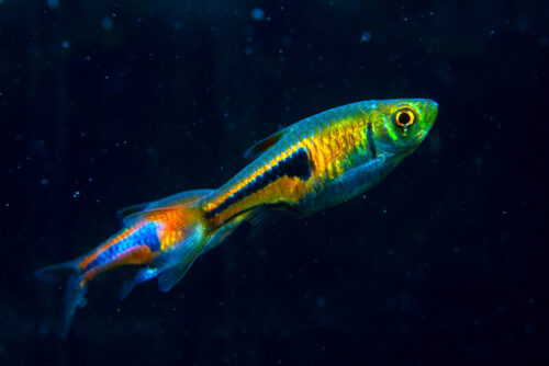 Rasbora - Harlequin, Purple | Arizona Aquatic Gardens