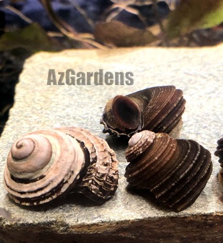 Turbo Skai Bleu Snail | Arizona Aquatic Gardens