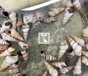 White Giant Tower Cap Snail White Hercules Snail Brotia herculea