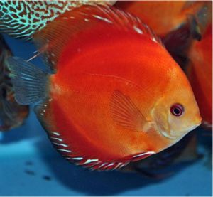 Red Marlboro Discus Fish for sale at Azgardens.com