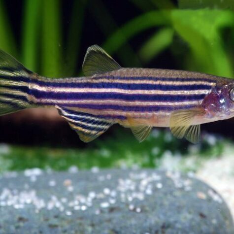 Glowlight Danio | Arizona Aquatic Gardens