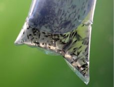 Mosquitofish Gambusia affinis mosquito control azgardens.com