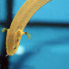African Ropefish, Snakefish, Reedfish Erpetoichthys calabaricus for ...