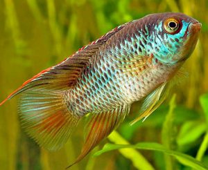 Golden Dwarf Acara Cichlid | Arizona Aquatic Gardens