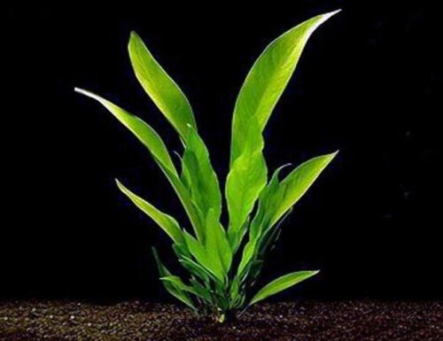 Anubias Frazeri Aquarium Plant Potted Form | Arizona Aquatic Gardens