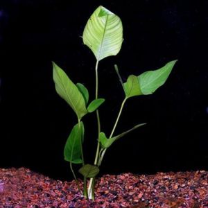 Java Moss Mounted on Driftwood | Arizona Aquatic Gardens