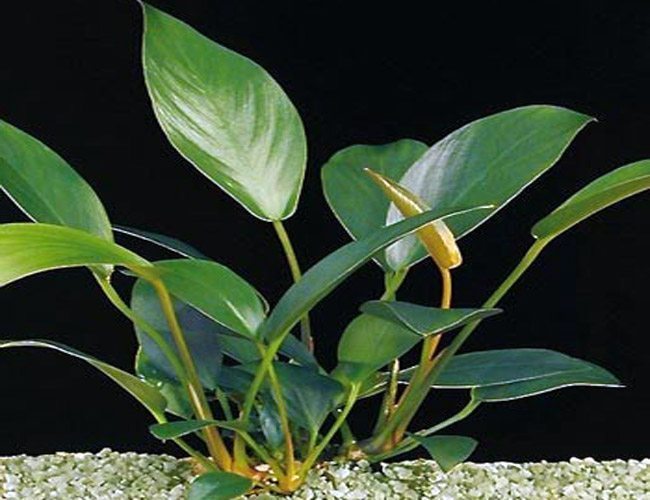 Anubias Kwango Minima Aquarium Plant | Arizona Aquatic Gardens