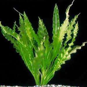 Aponogeton Capuroni Aquarium Plant Bulb | Arizona Aquatic Gardens