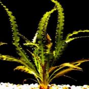Aponogeton Aquarium Plants Archives | Arizona Aquatic Gardens