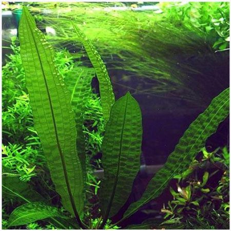 Aponogeton Boivinianus "Hammer-Leaf" Plant | Arizona Aquatic Gardens