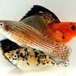 Tropical Molly Fish