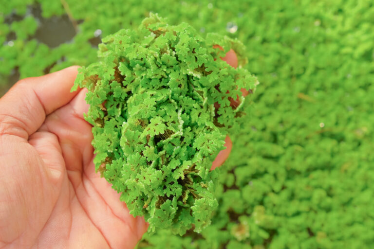 Fairy Moss Azolla, Azolla caroliniana Floating Plant Azgardens.com