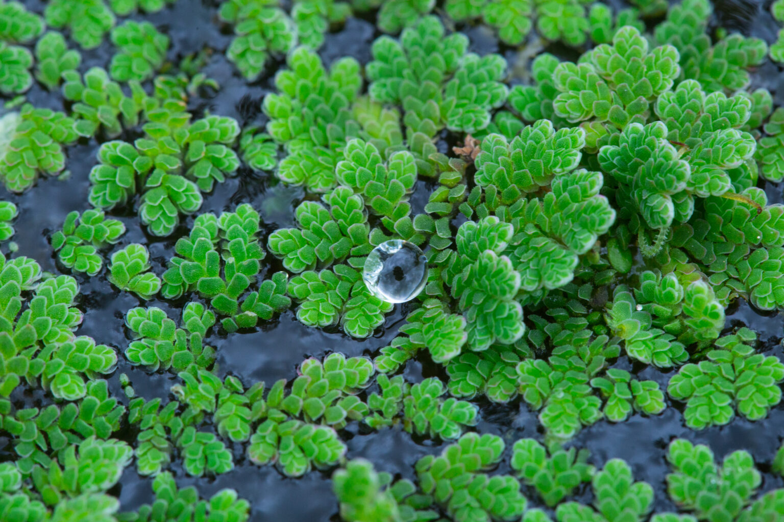 Fairy Moss Azolla, Azolla caroliniana Floating Plant Azgardens.com
