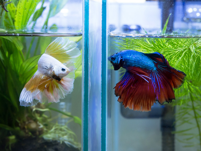 Betta Male Premium Longfin Assorted colors for sale at AzGardens.com