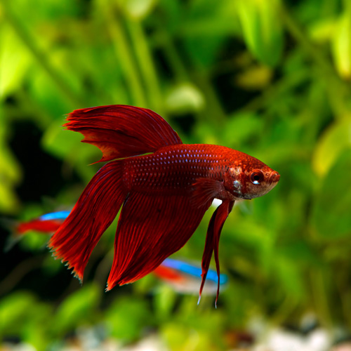 Betta Male Premium Longfin Assorted colors for sale at AzGardens.com