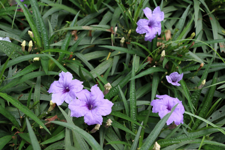Tropical Pond Marginal Bog Plant - Blue Bell 'Compacta' Dwarf Mexican ...