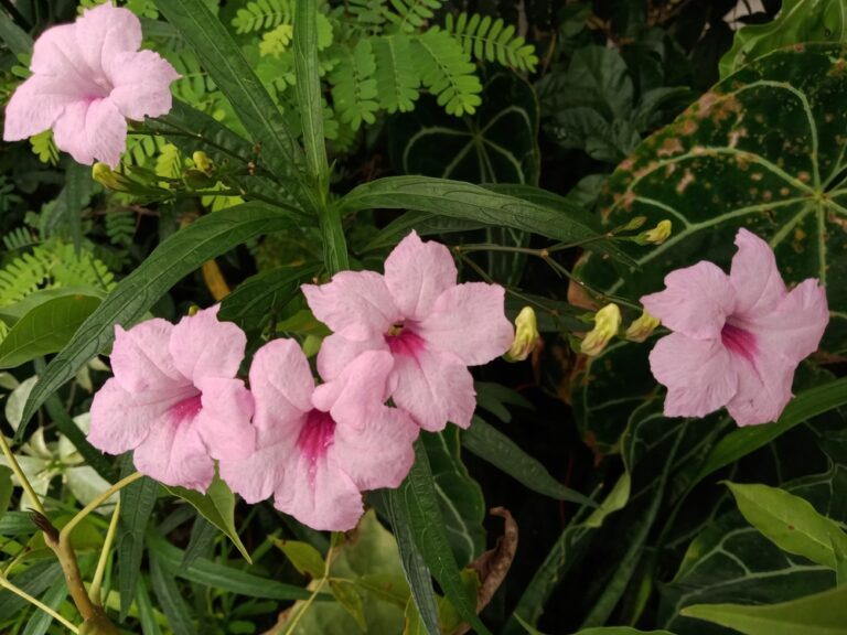 Blue Bell Pink Chi-Chi or Ruellia brittoniana Pink Chi chi